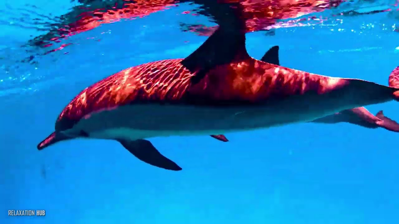 Explore the Underwater World in 8K ULTRA HD – Marine Life & Coral Reefs ...