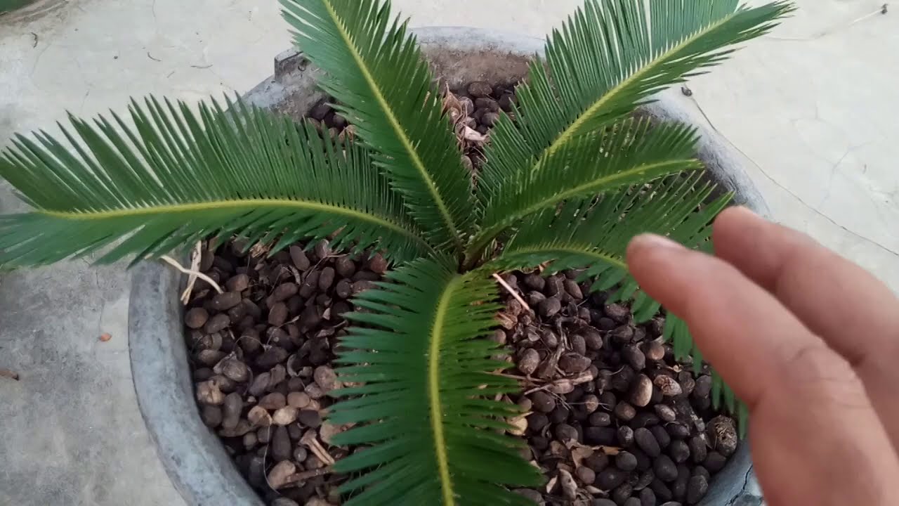 CARA YG AKURAT UNTUK MEMPERPENDEK DAUN SYCAS PAKIS HAJI MAWAR JAMBE ...