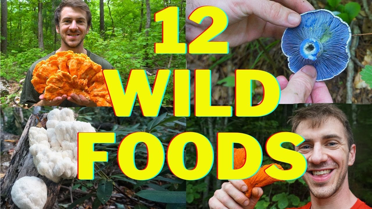 12 Wild Foods You'll Want to Forage This Fall! Lion's Mane, Chicken of ...