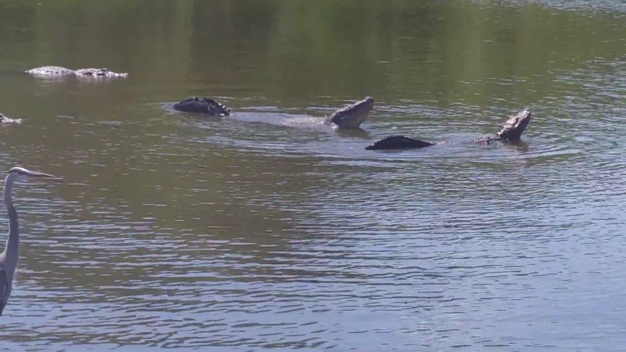 Alligator Farts - YouTube