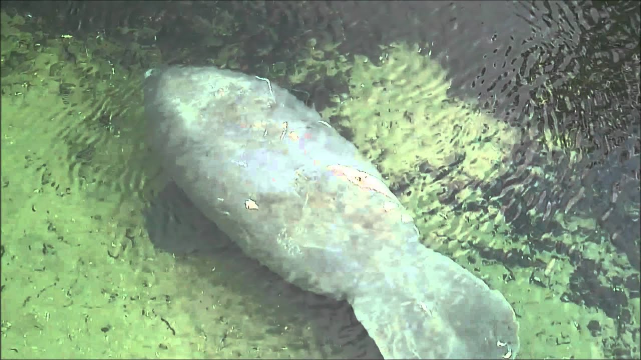 Manatees: A Closeup View Of Lily's Scars - YouTube