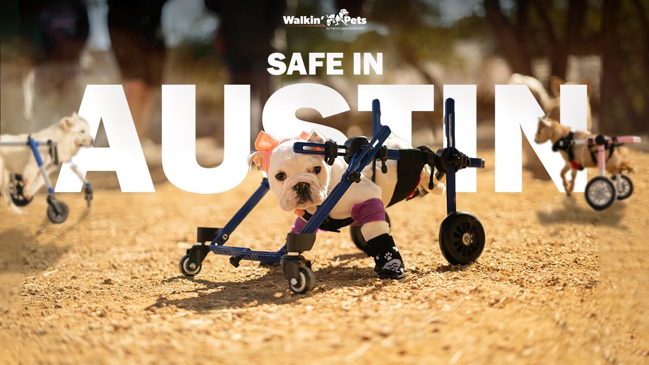 Rescued Animals Rescuing Children - Safe in Austin - YouTube