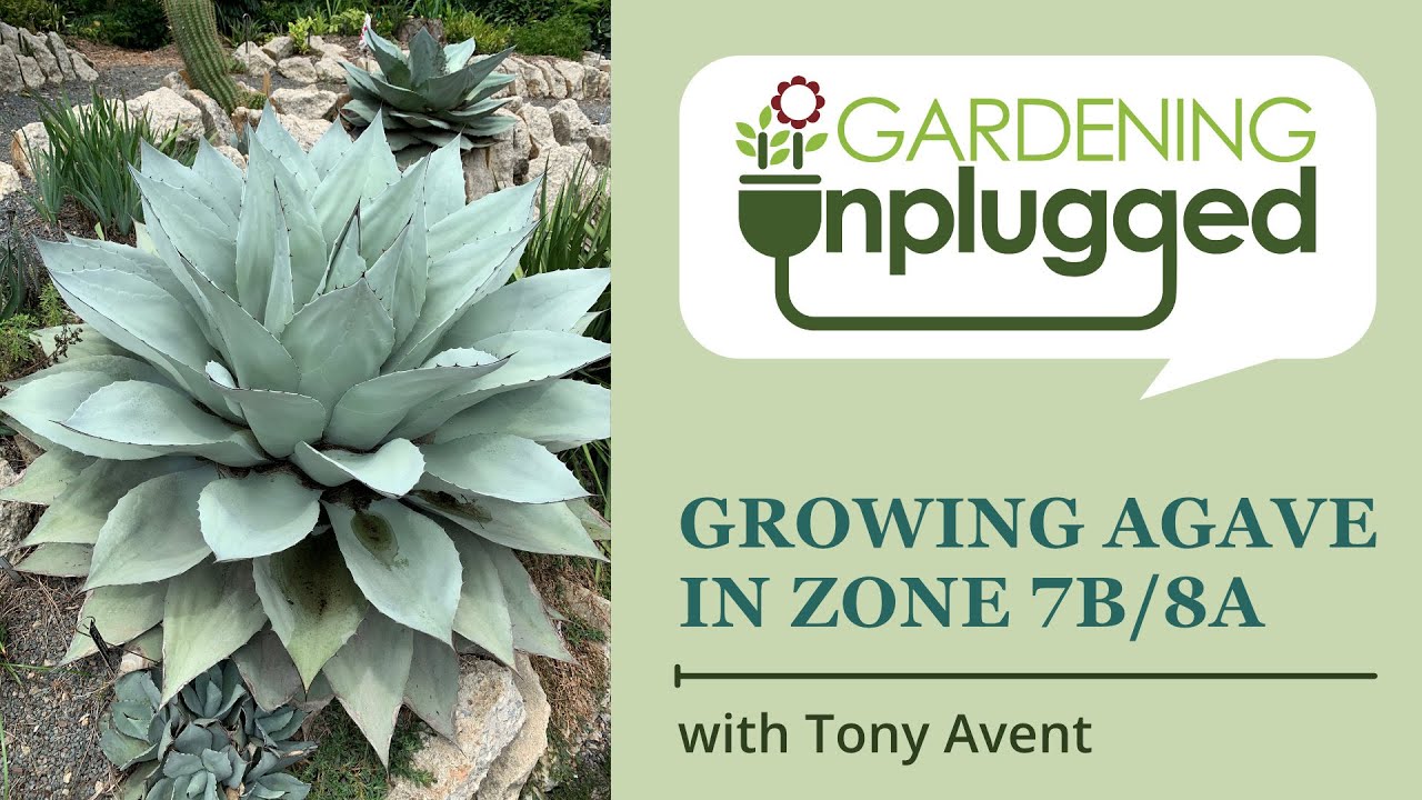 Gardening Unplugged - Growing Agave in the Southeast Zone 7b/8a with ...