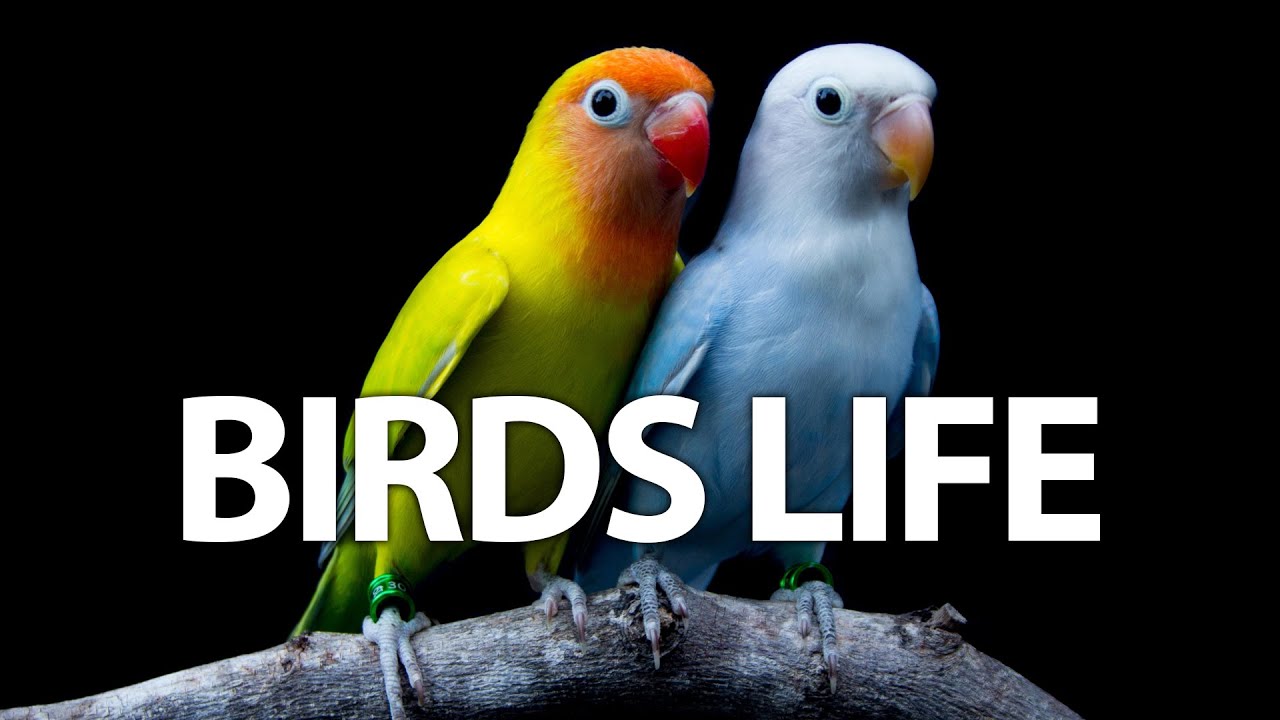 Birds Life | A Fascinating Journey into the Avian World#nature # ...