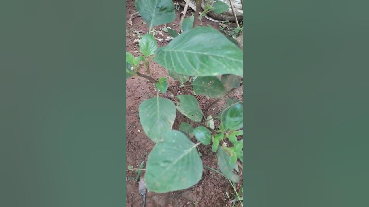 PENGUJIAN SKK JURU KEBUN/PENGUMPUL TANAMAN HIDUP - YouTube