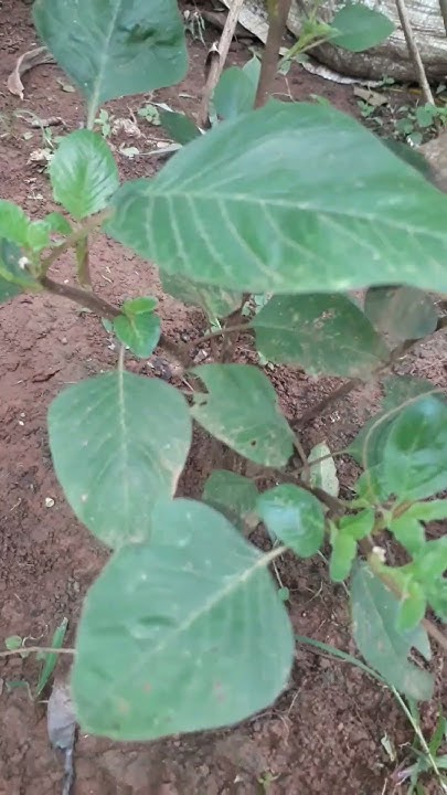 PENGUJIAN SKK JURU KEBUN/PENGUMPUL TANAMAN HIDUP - YouTube