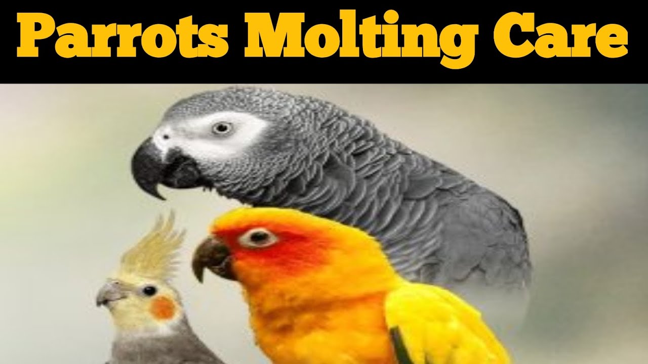 Parrots Molting Care | Care of Parrots | Care In Molting Seasson - YouTube