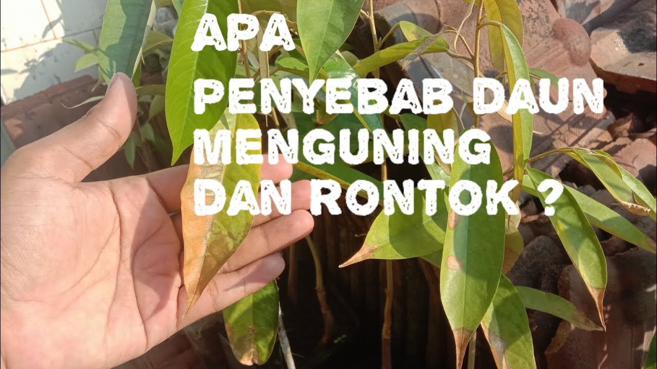 apa penyebab daun menguning dan rontok pada pohon durian ? #tabulampot ...