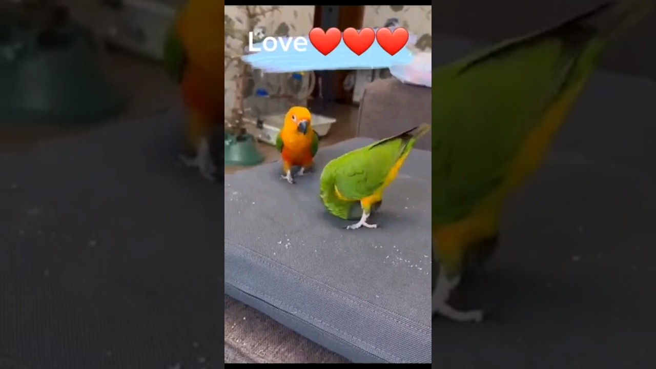 Parrot doing Tricks 😱🥰😍 #shorts #animals - YouTube