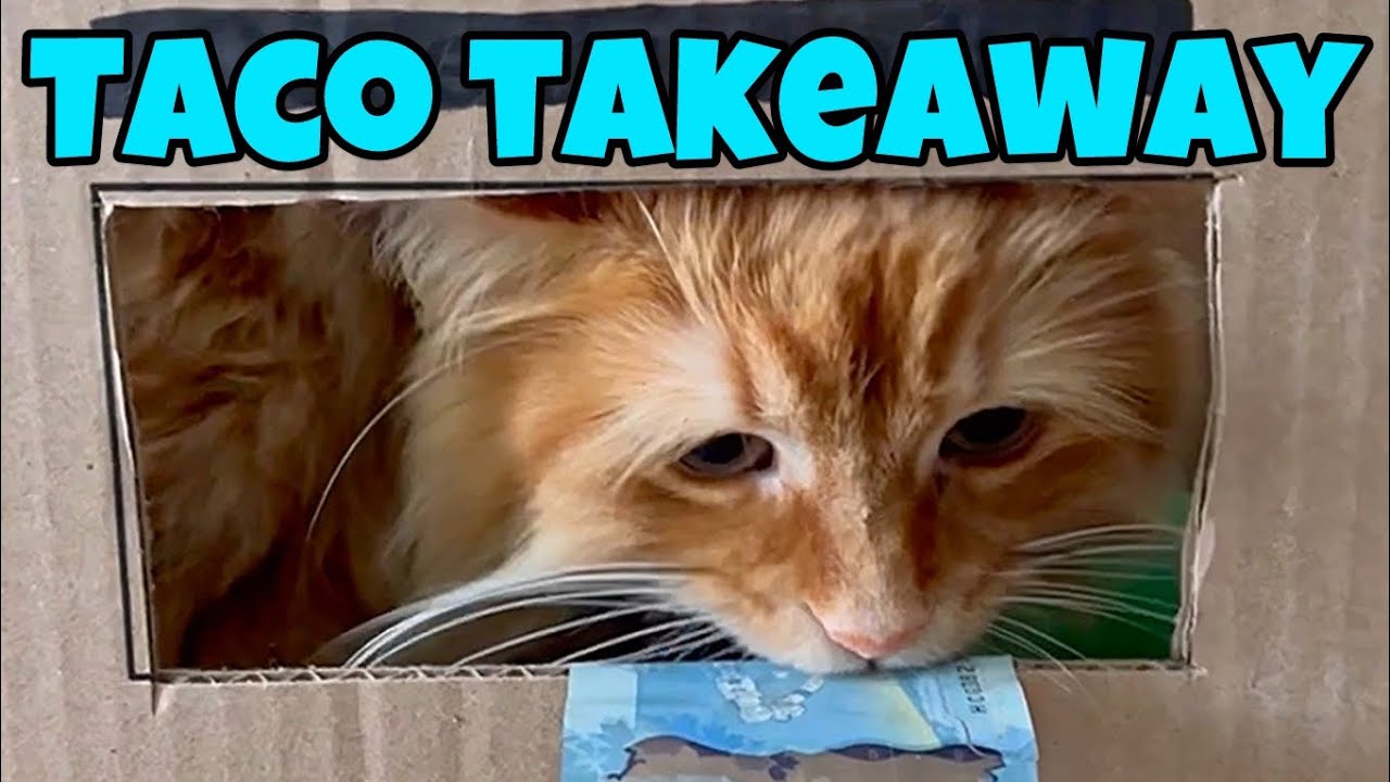 Taco Takeaway 🌮 - My Cat Opens a Taco Stand - YouTube