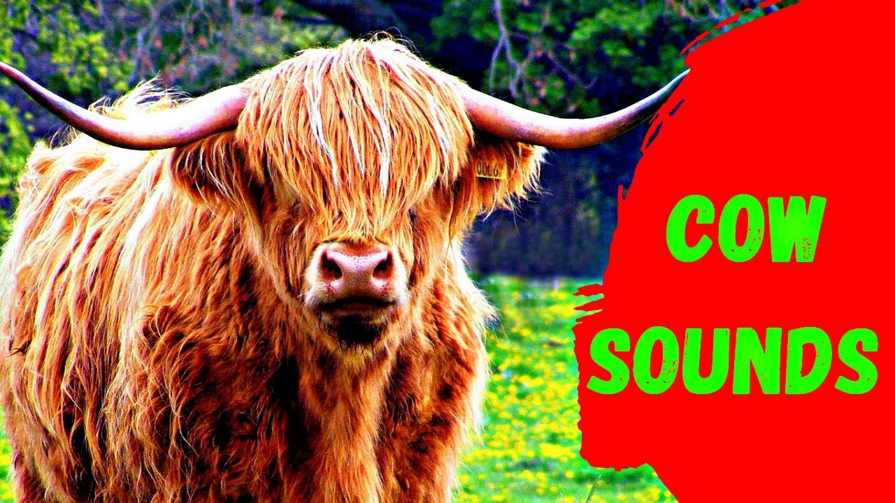 Feel Peace and Serenity with the Sound of Cows in Rural Rice Fields cow ...