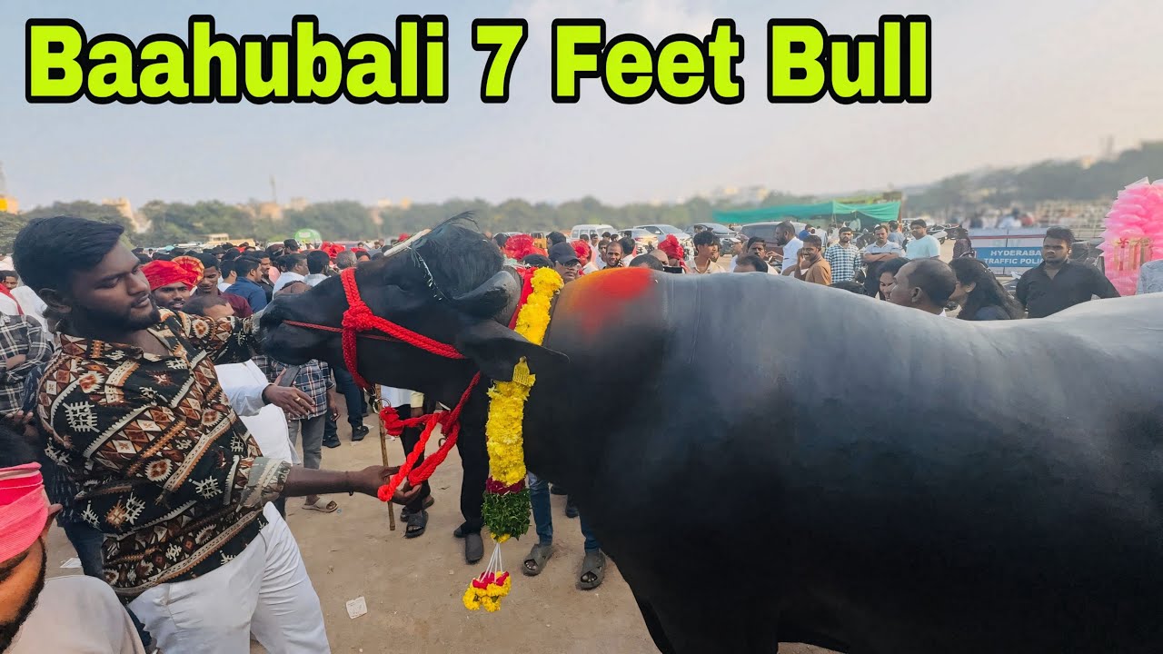 Baahubali 7 feet bull lifting at sadar 2024 | Baahubali bull at NTR ...