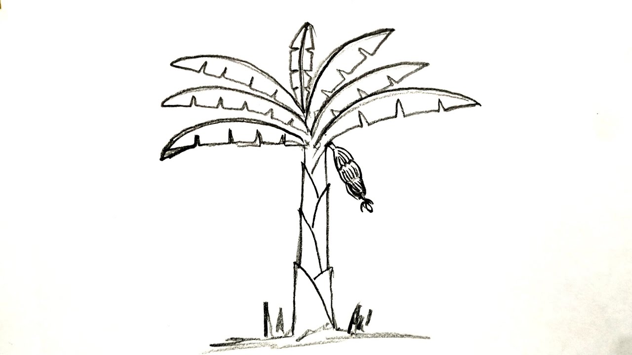banana tree drawing for kids | kolar gas drawing | how to draw a banana ...