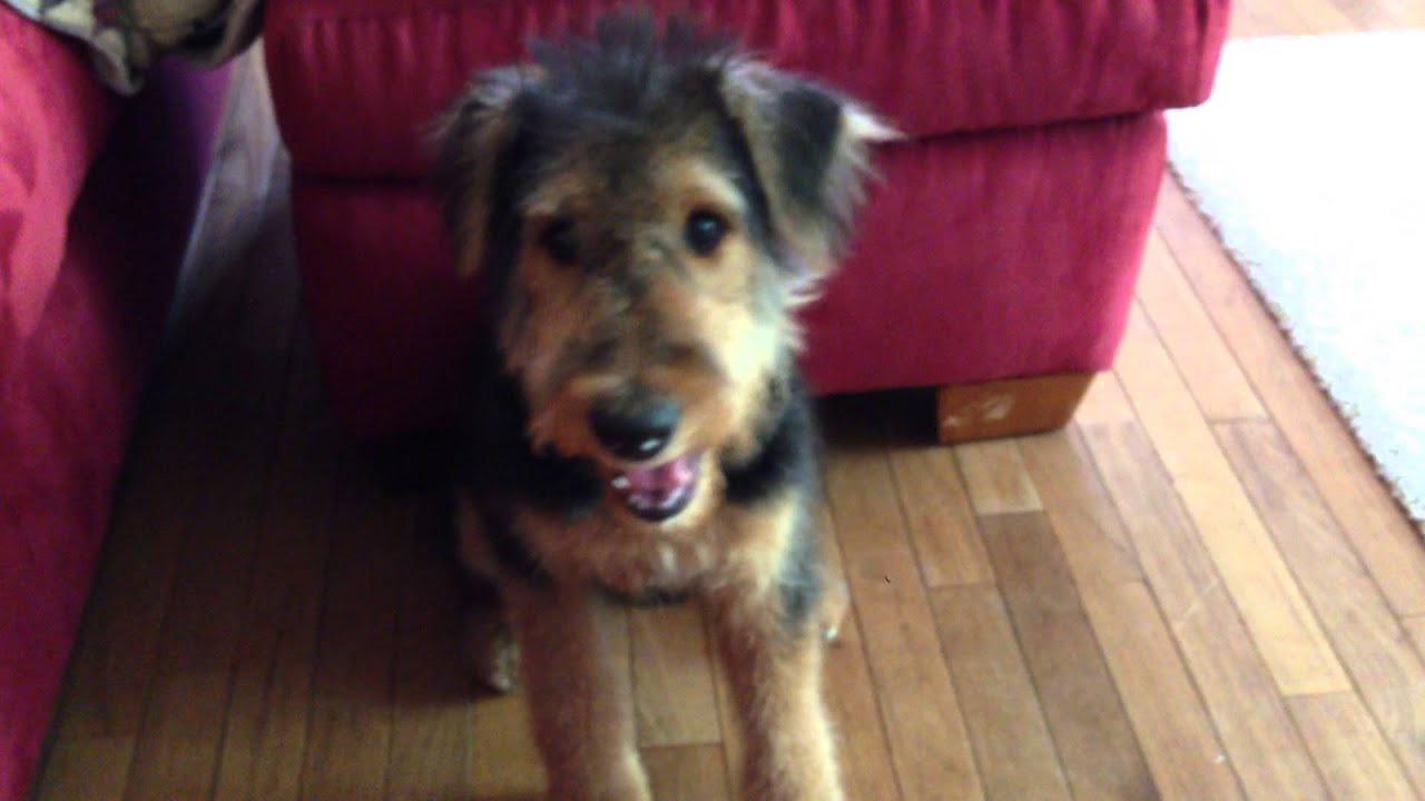 Q the Airedale - First Haircut - YouTube