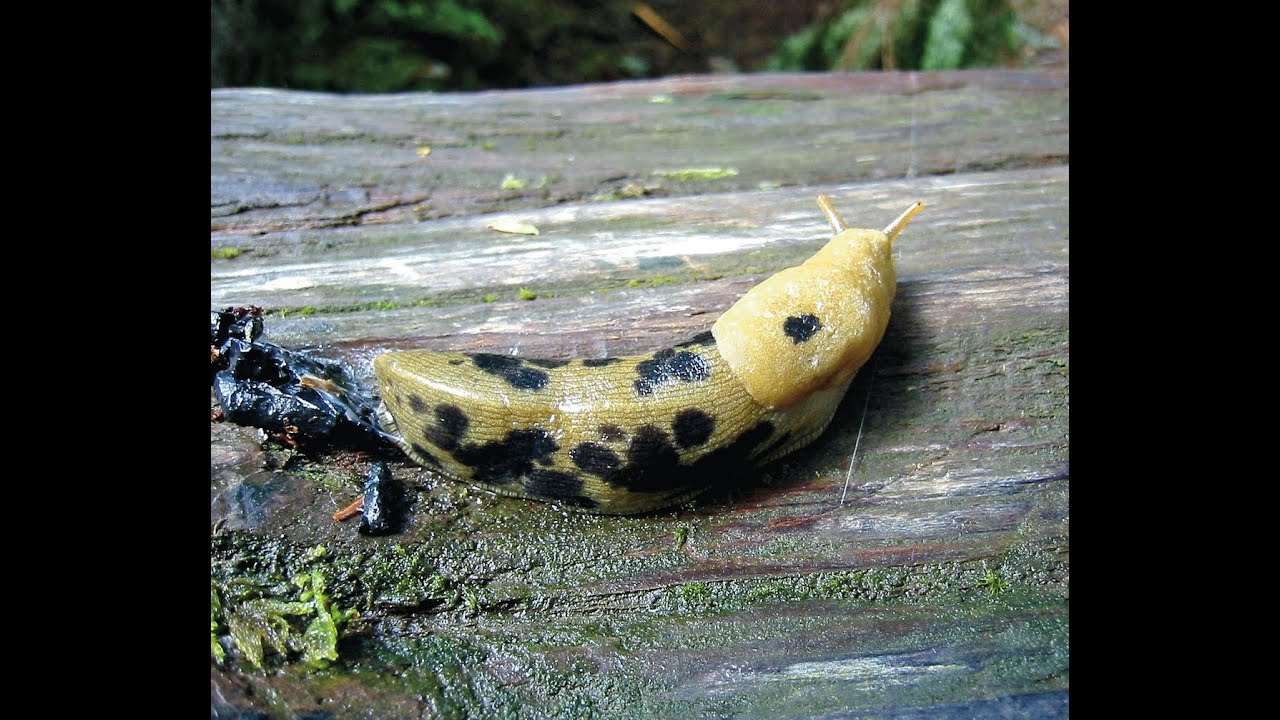 March 30, 2022 Stepped BAREFOOT onto gooey nasty big SLUG...OH NO ...