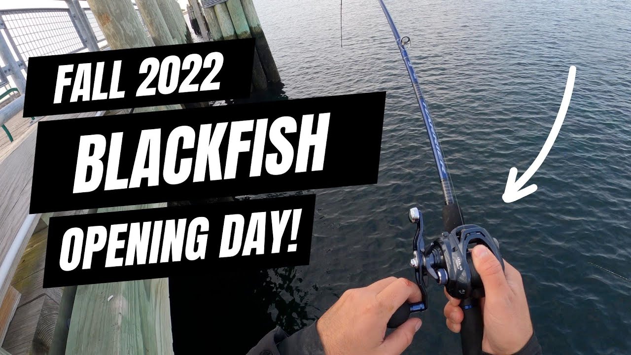 Catching Blackfish (Tautog) with jigs and crabs! - YouTube