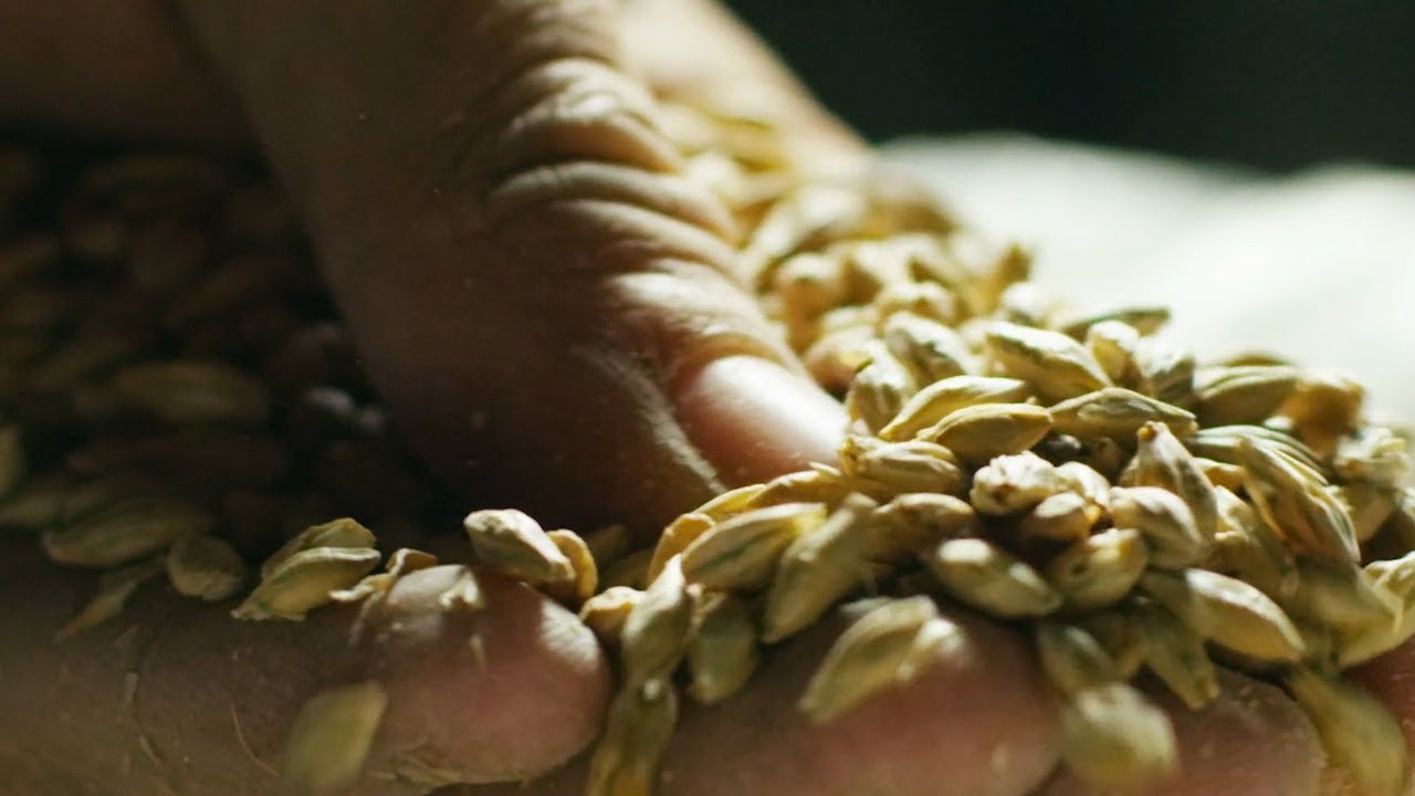 AgweekTV Wheat Quality Test YouTube agweektv-wheat-quality-test-youtube
