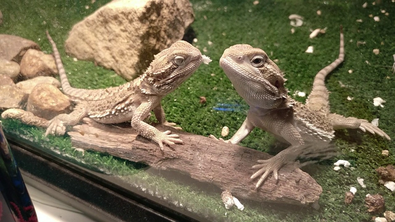 Pygmy Dragons. Oneplus 3 1080p @ 60 fps update - YouTube