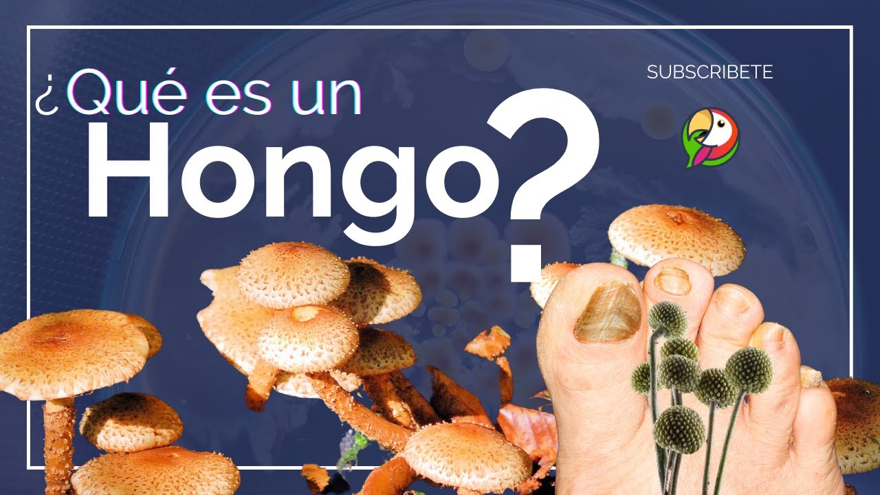 ¿Qué es un Hongo? Características de un Hongo - YouTube