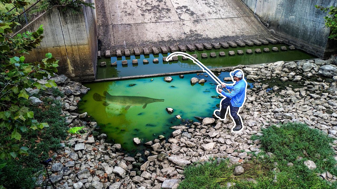 Rescuing BIG Fish TRAPPED in a PUDDLE!!! (Insane) - YouTube