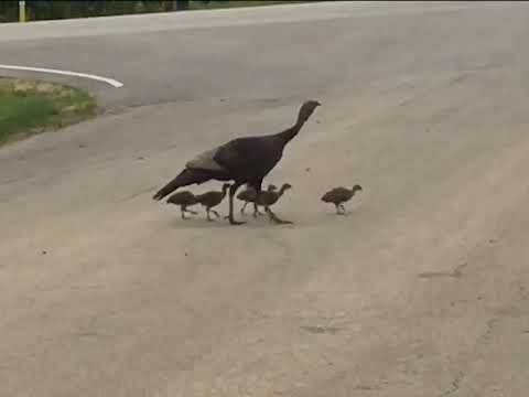 Turkey Crossing the Road - YouTube