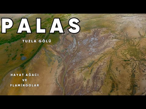 Kayseri’de Saklı Bir Doğa Harikası! 🌿 Palas Tuzla Gölü’nde Hayat Ağacı ve Flamingolar 🦩