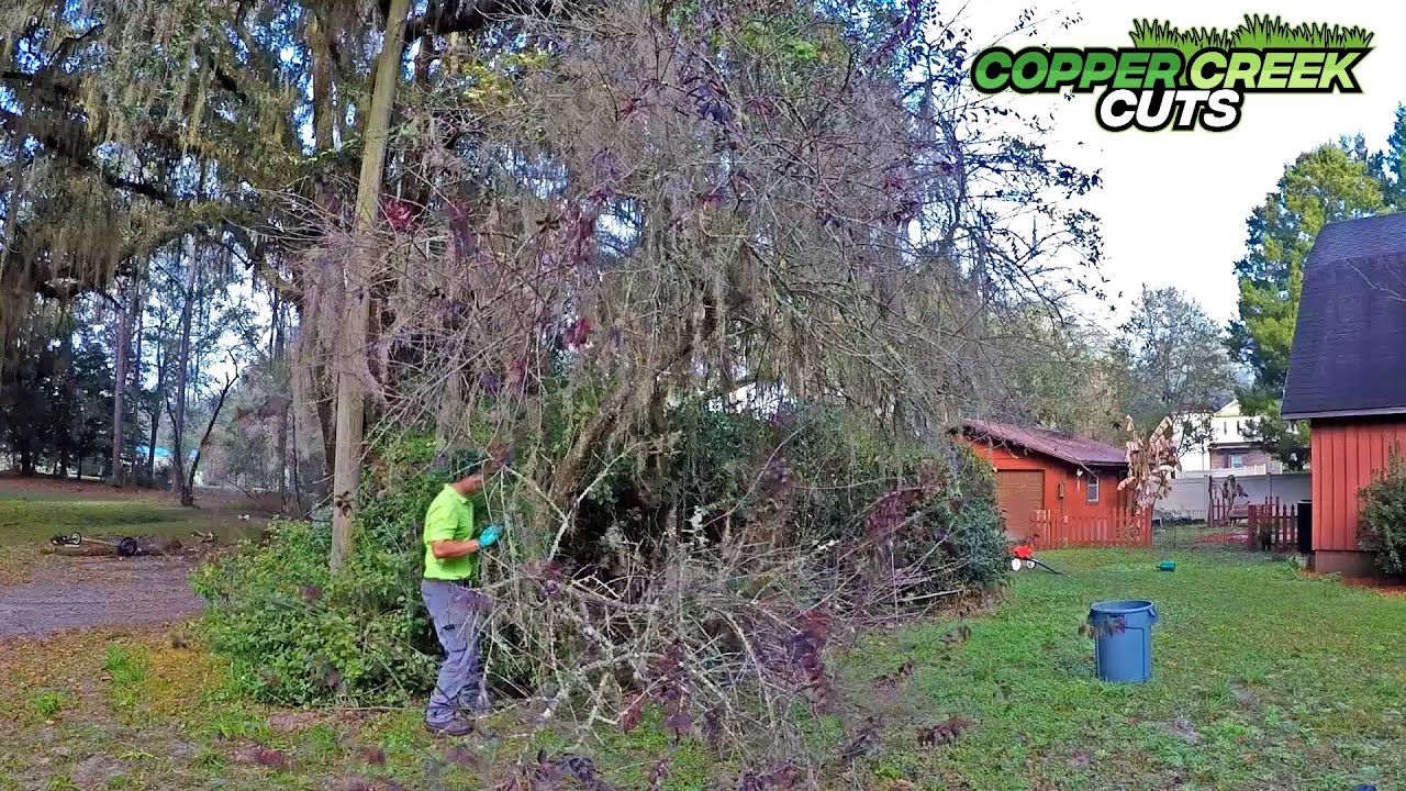 Easy Money Tree Trimming YouTube Easy Money Tree Trimming YouTube