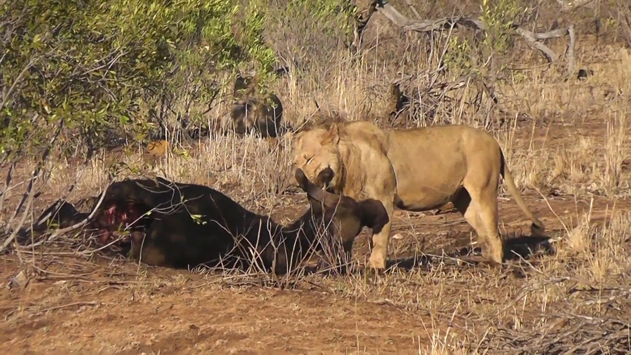 Strong young Male lion Pull Big Buffalo and show how strong they are ...