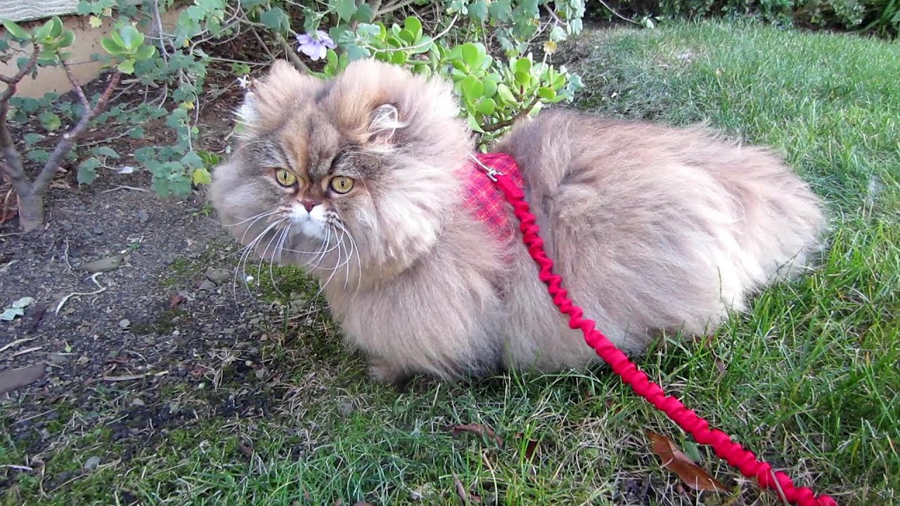 13 01 16 Persian kitty, Gypsy Rose, in her new walking jacket - YouTube