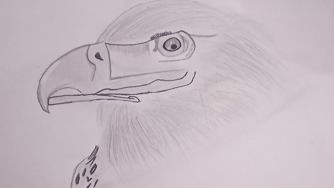 how to draw an eagle head - YouTube