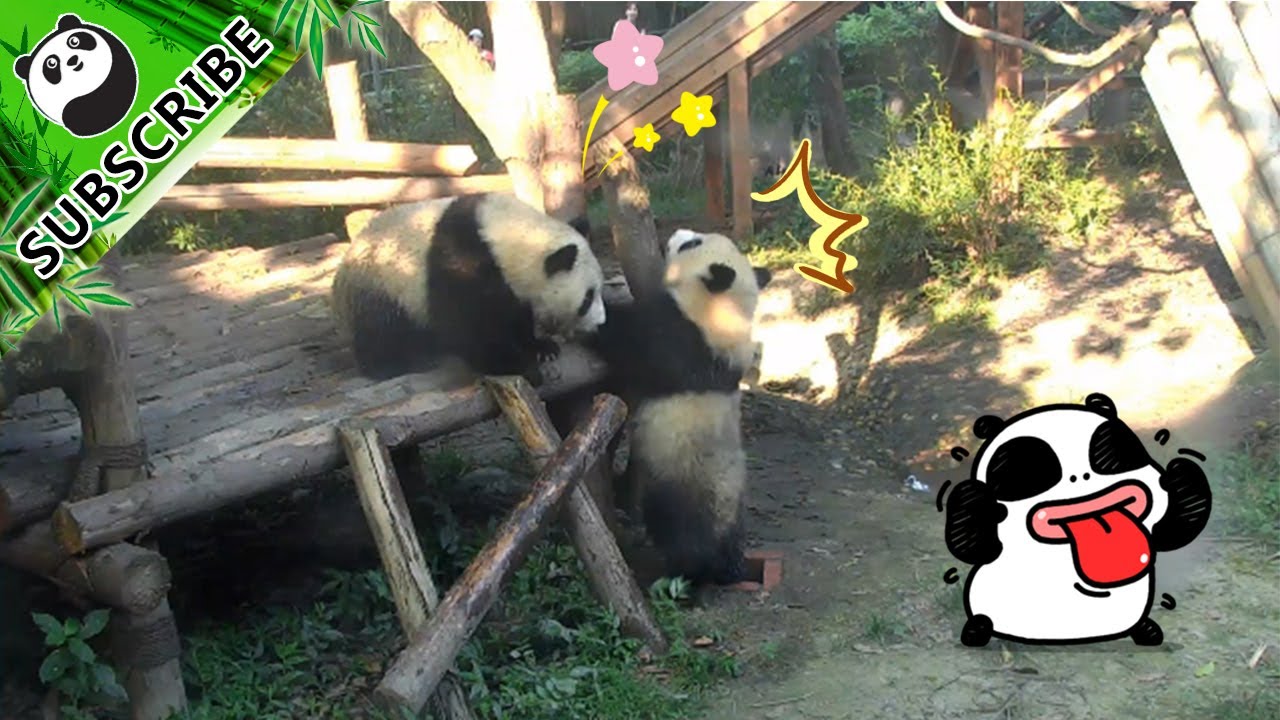 Can you identify which of them is Chengshi? - YouTube
