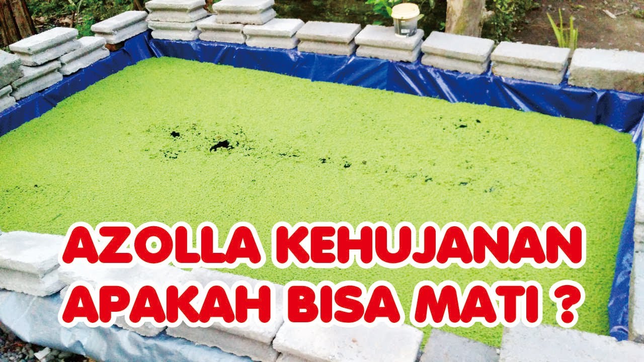 Rumput azolla kena hujan bisa mati, kok bisa ? - YouTube