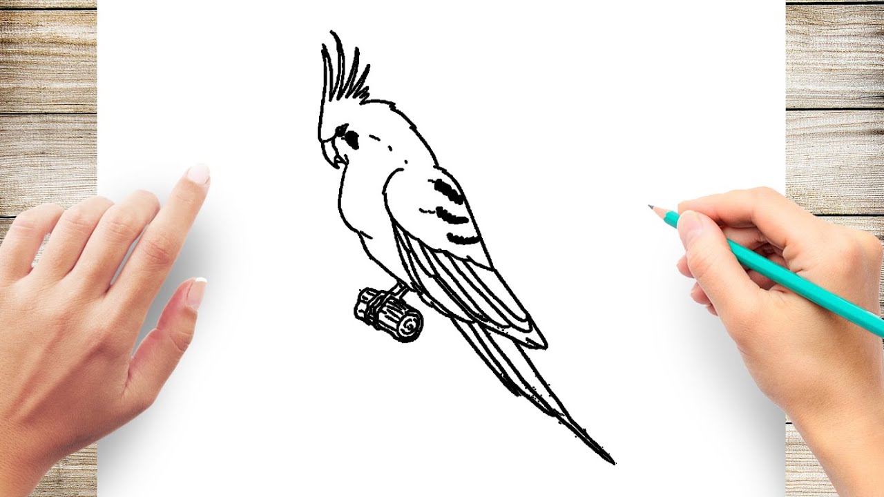 How to Draw a Cockatiel - YouTube