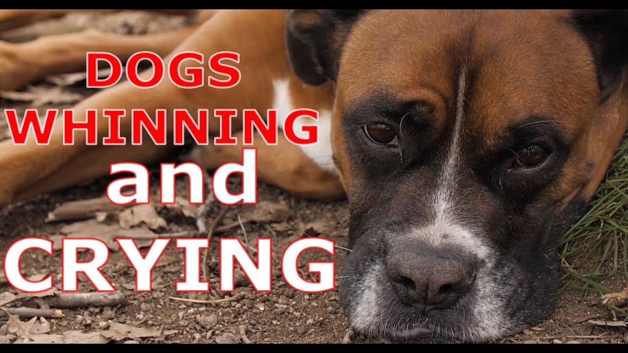 DOGS WHINING and Crying Sound Effect | Whining and Crying Sound Effect ...