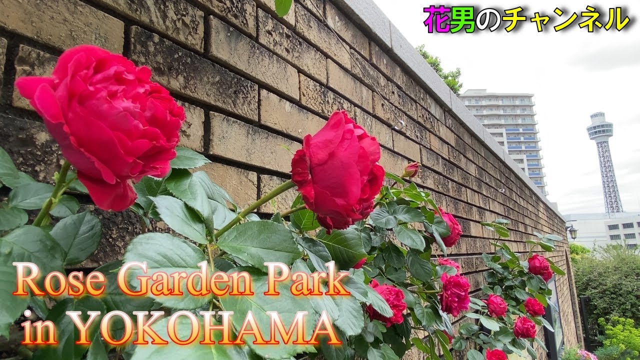 Rose garden park in YOKOHAMA 2022 クリア映像で楽しむ春バラ - YouTube