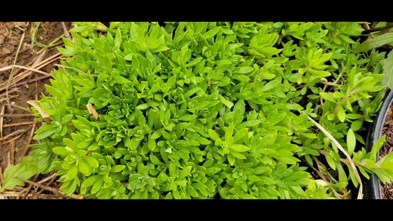 Tshuaj kuab nplais dib zoo pab 6,yam mob. - YouTube