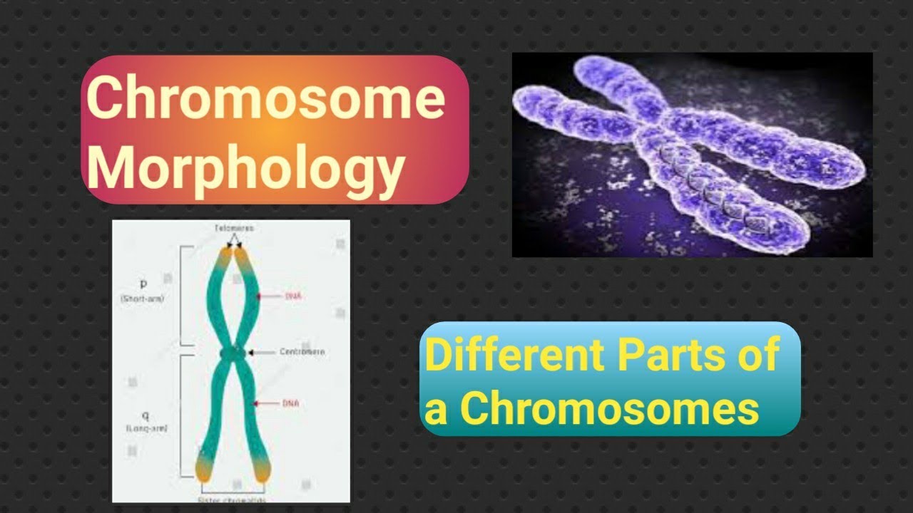 Chromosome Morphology: Parts of a Chromosome ...