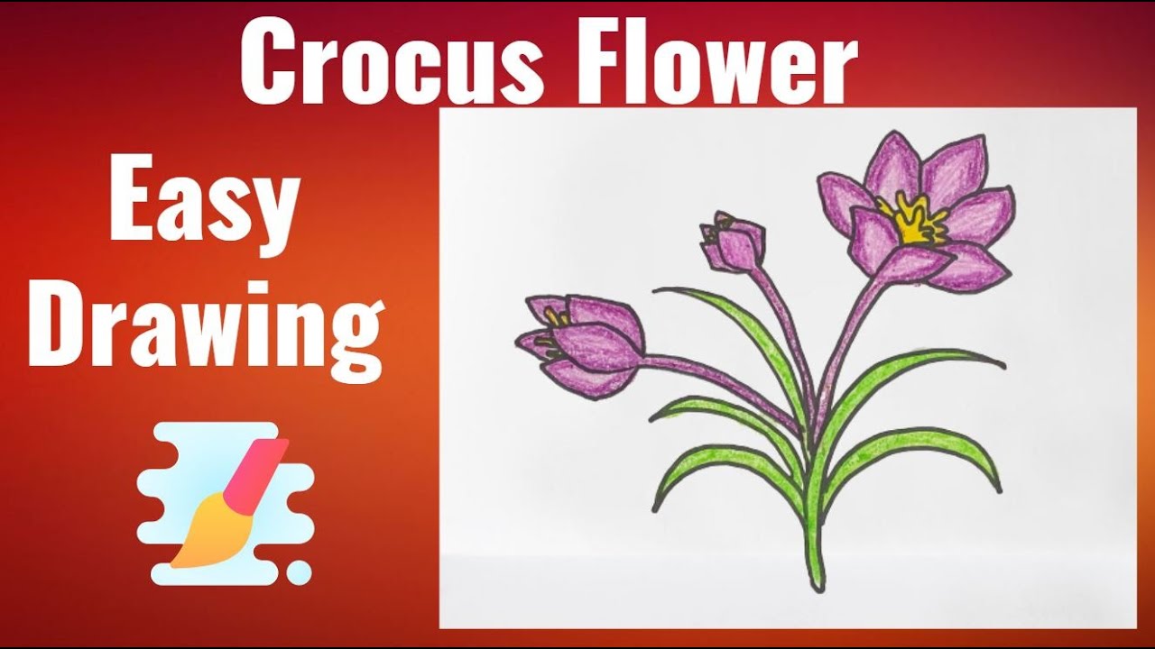 Crocus Flower 🌼 Easy Drawing | Step by Step | Saffron | How to draw ...