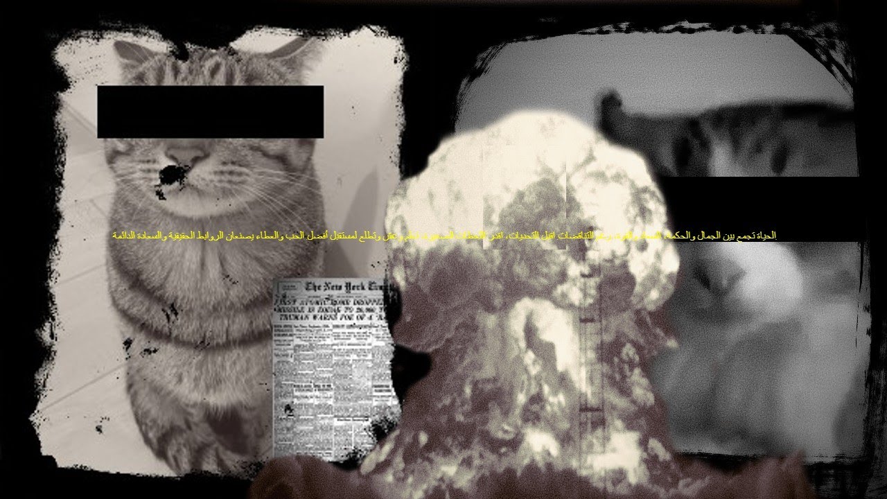 Devious Cats!!! - YouTube