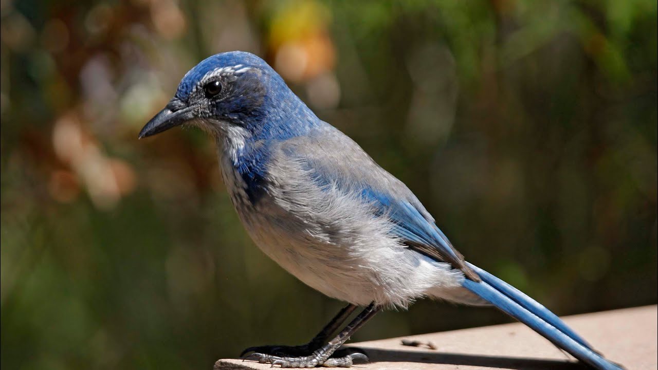 Scrub Jay Gathering 💙 - YouTube