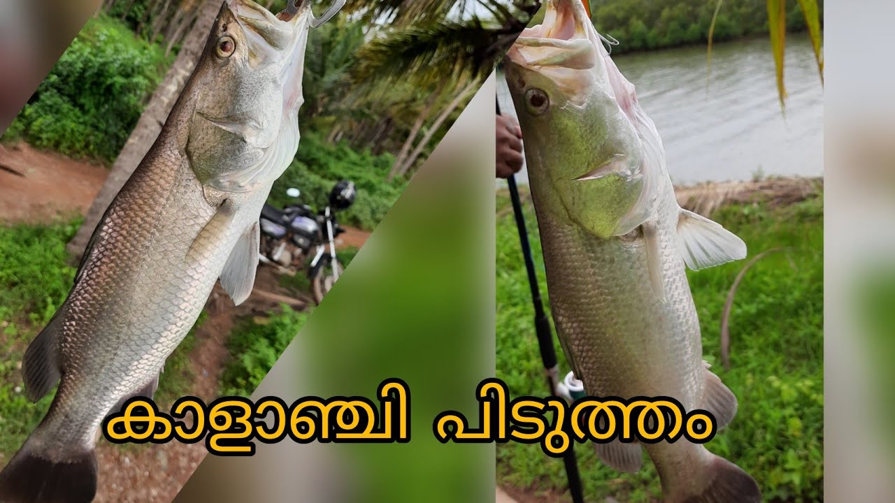 കാളാഞ്ചി പിടുത്തം. catching barramundi 😍 | kolon| kalaanji | kerala ...