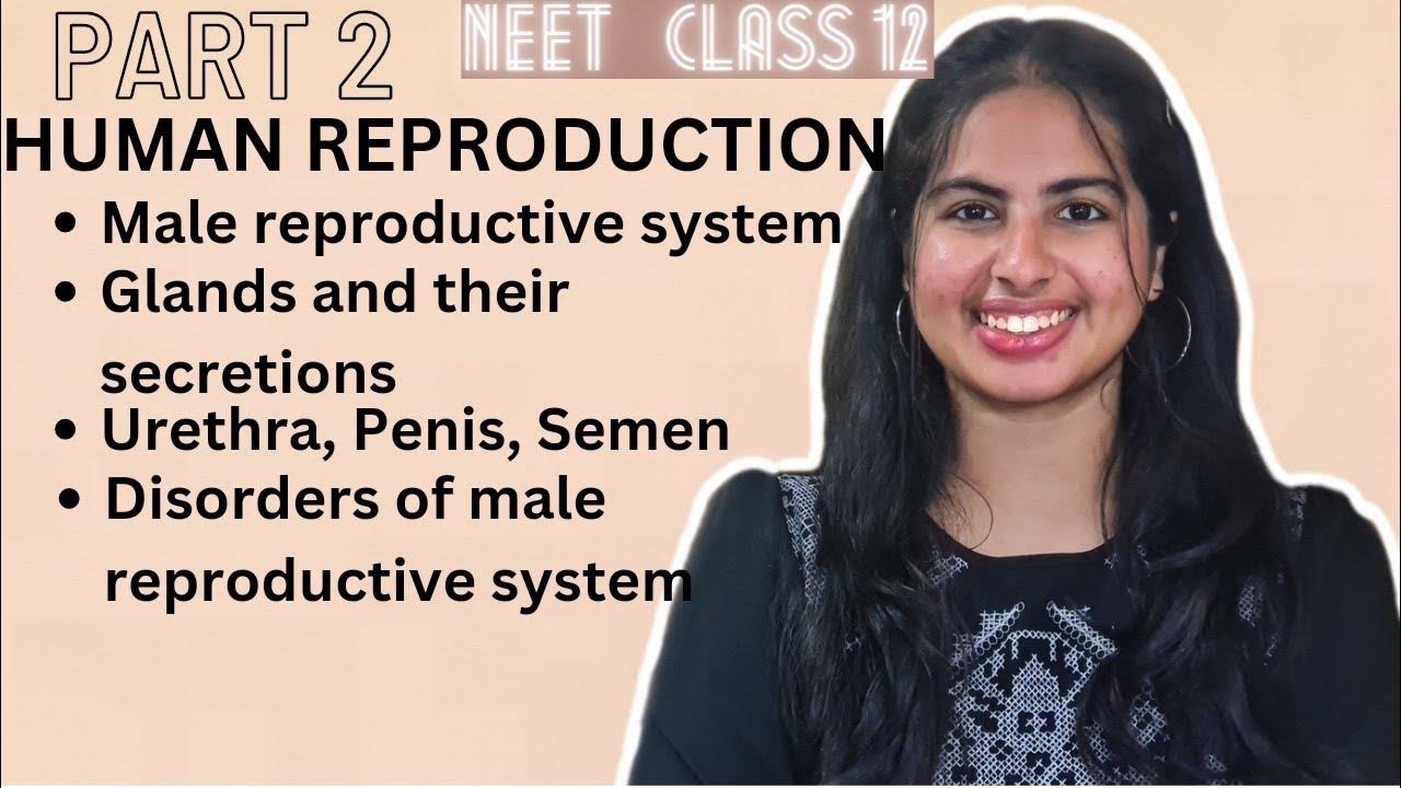 Human Reproduction Part 2 Neet Class 12 Male Reproductive System Palak Narang Youtube