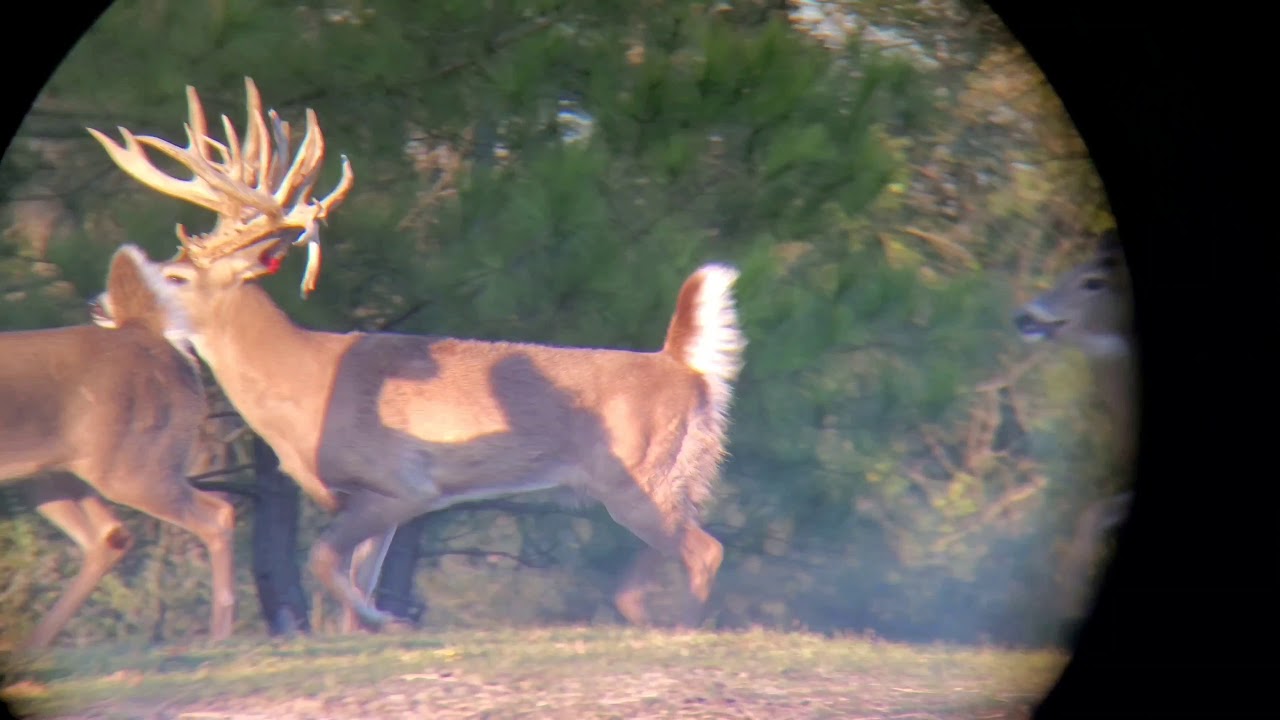 Huge Whitetail Bucks - YouTube