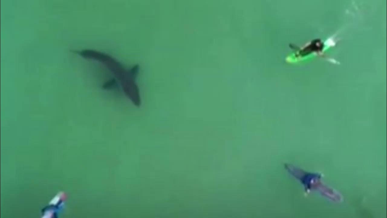 British drone user raises shark alarm in Australia - YouTube