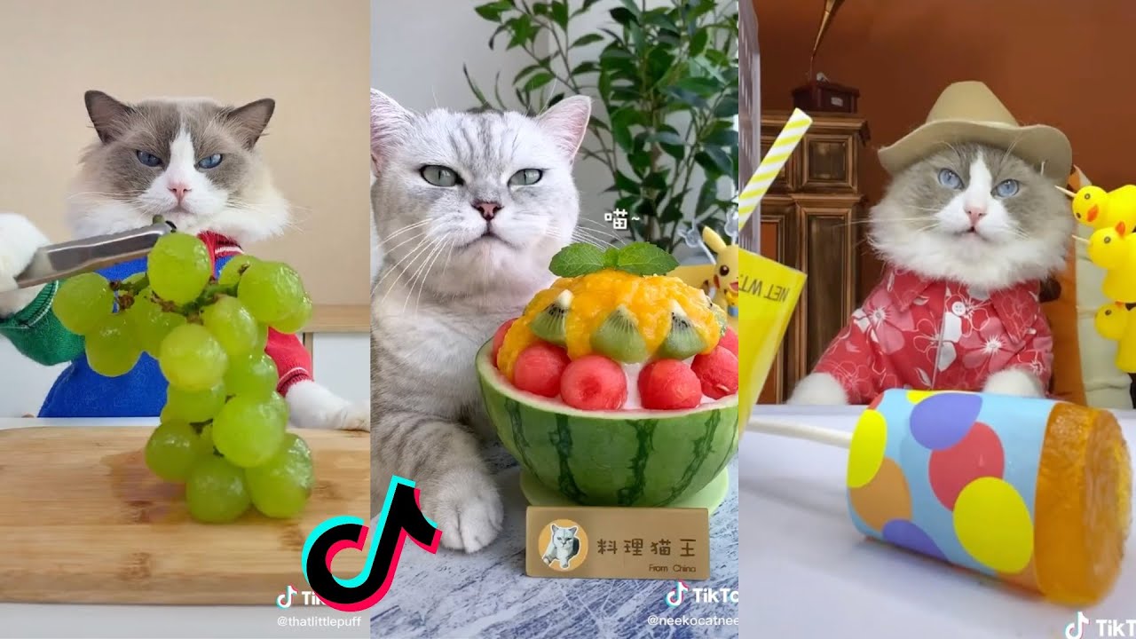 Cats make food 2023 "That Little Puff" Tiktok Compilation #4 - YouTube