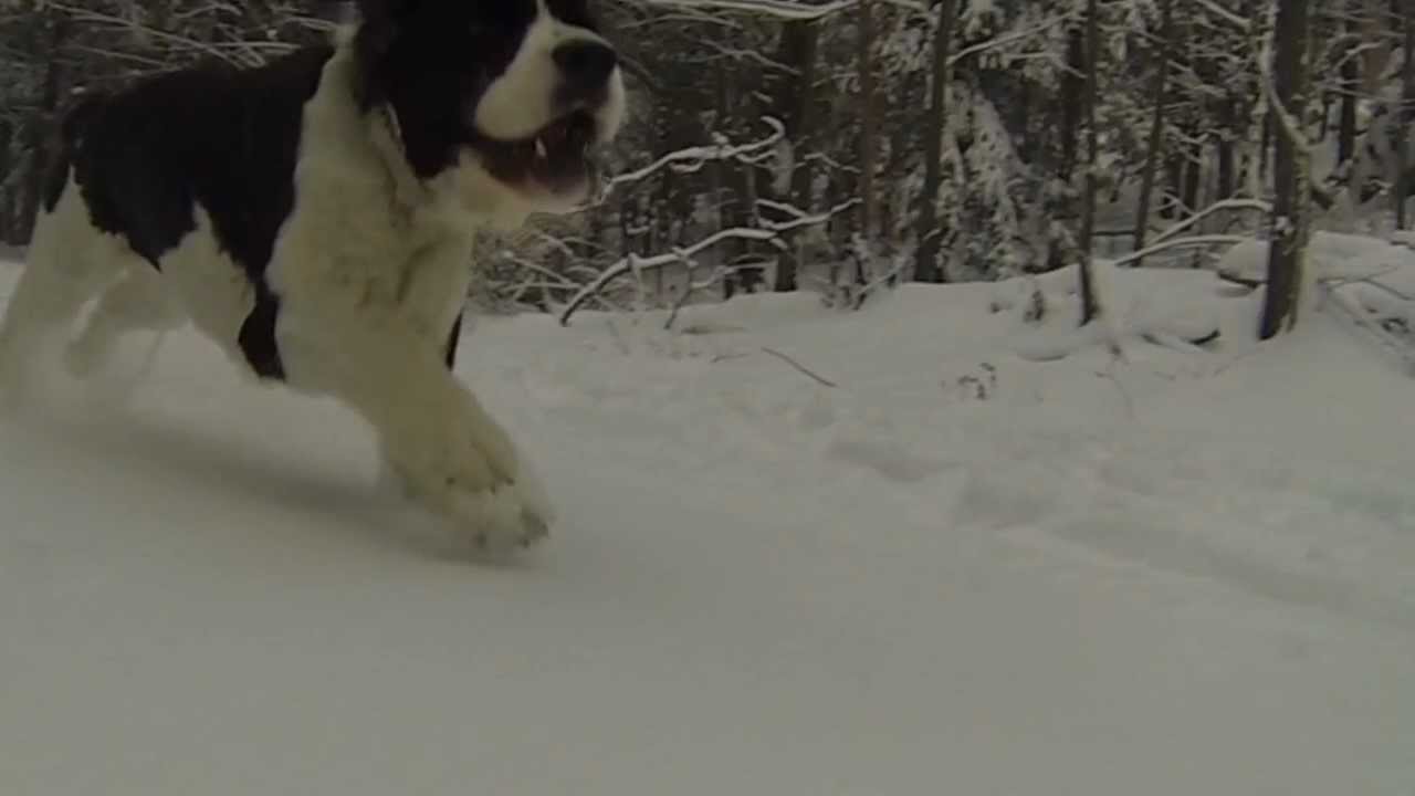 Super slow motion dog running in snow, GoPro Hero 3, twixtor - YouTube