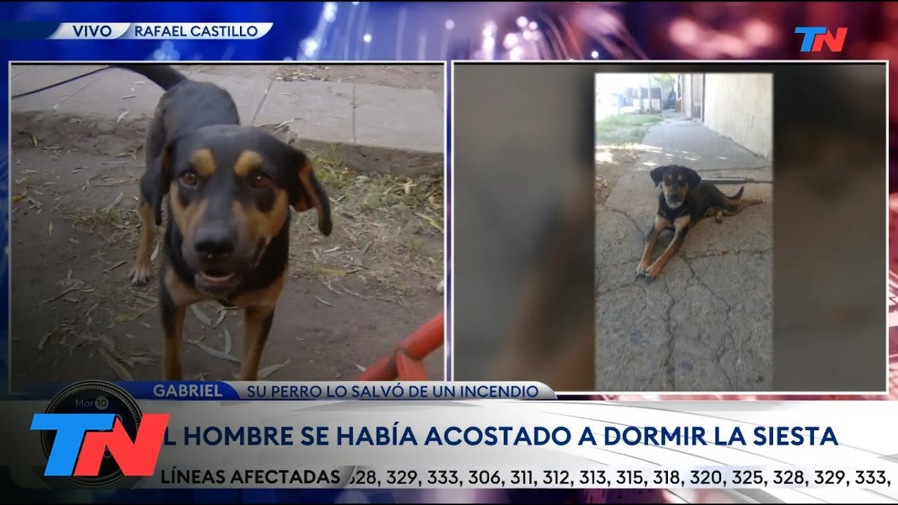 Un hombre se acostó a dormir, su casa se incendió y su perro lo salvó ...