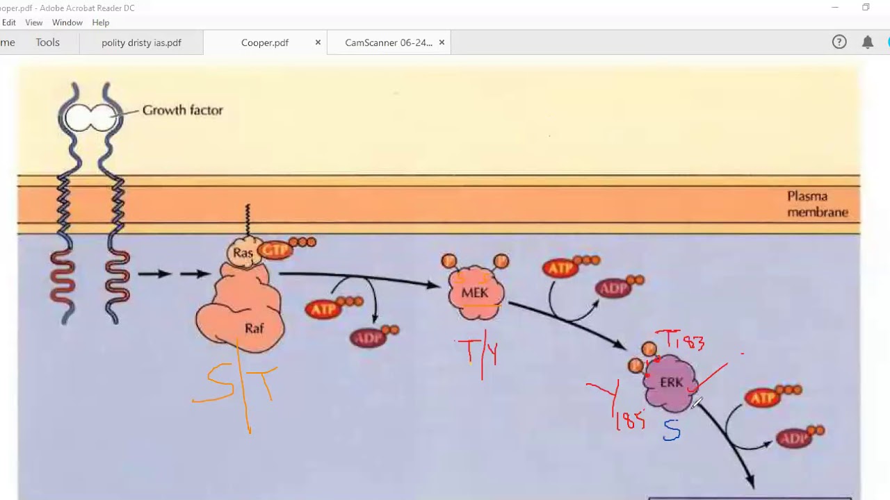MAP/ ERK Kinase pathways - YouTube