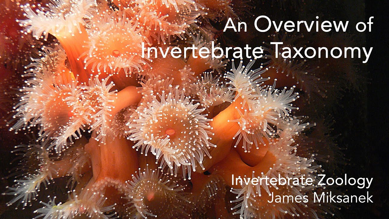 Overview of Invertebrate Taxonomy - YouTube