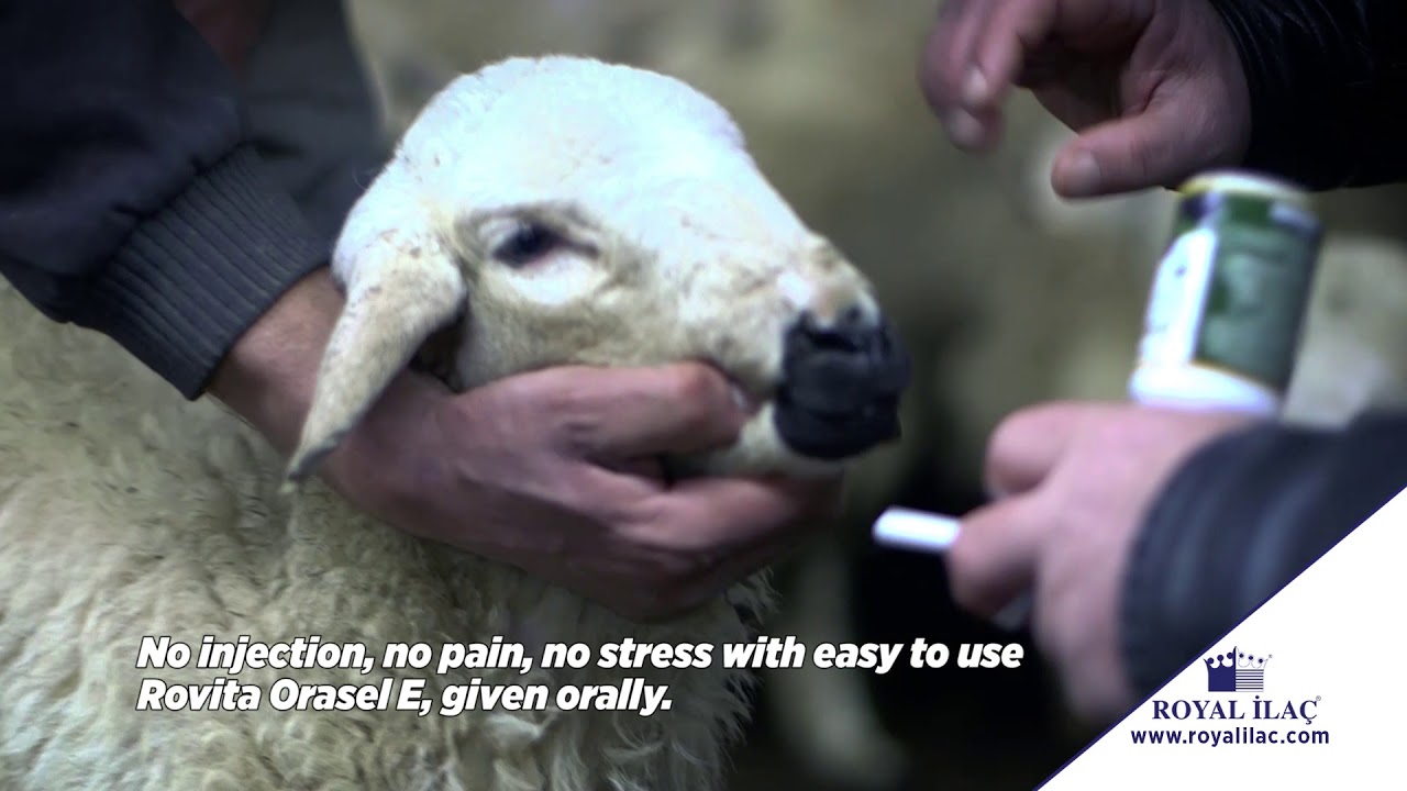 ROVITA ORASEL E: An efficient oral supply of Vitamin E and Se to ...